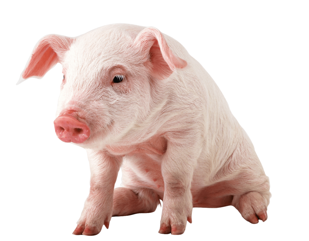 VI Jornada del porcí: Continuem millorant les nostres granges - JARC